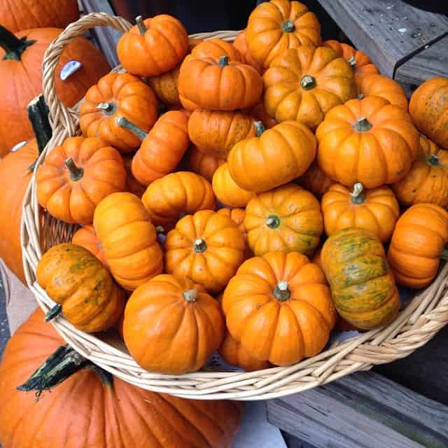 Pumpkin Moon Pies - Tiny New York KitchenTiny New York Kitchen