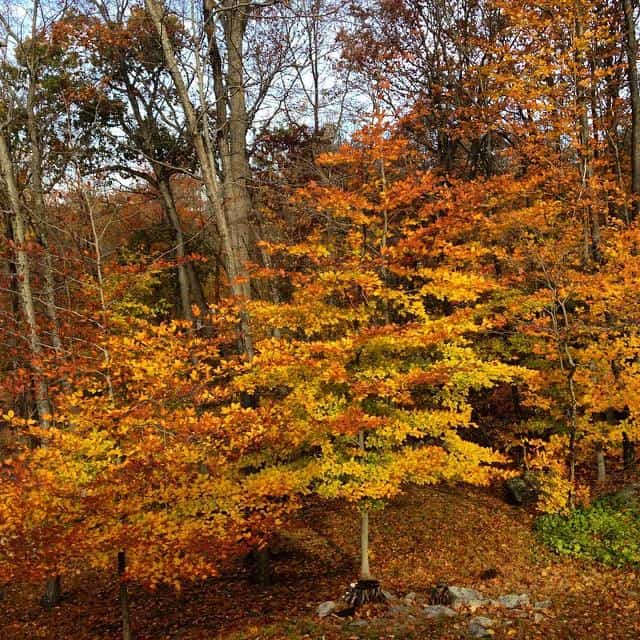 A Beautiful Sunday Fall Morning! - Tiny New York Kitchen