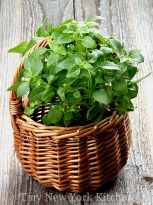 Bringing Basil Indoors For The Winter - Tiny New York Kitchen